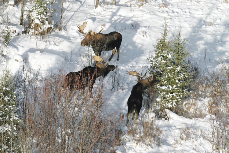 Michigan moose are still among us | News, Sports, Jobs - Daily Press